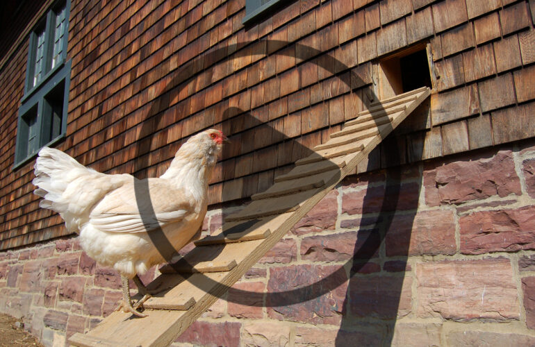 Chicken Coop Essentials and Design Ideas – Mother Earth News